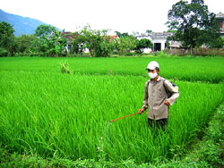 Thái Nguyên: Chuyện thâm canh lúa cao sản ở vựa lúa Đại Từ - Báo Thái ...