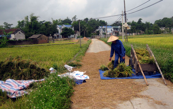 Cơ bản thu hoạch xong diện tích lúa xuân - Báo Thái Nguyên điện tử