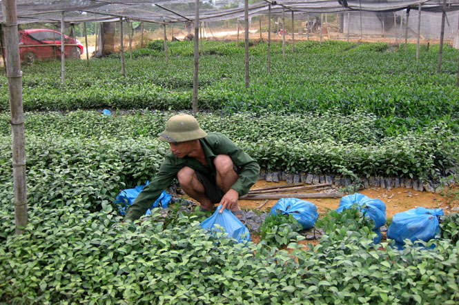 Hoàn thành 99% kế hoạch trồng mới, trồng lại chè - Báo Thái Nguyên điện tử