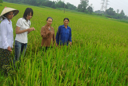 Đánh giá các mô hình sản xuất lúa chất lượng cao - Báo Thái Nguyên điện tử