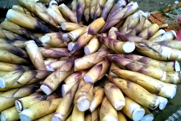 Vị ngọt của măng… đắng - Báo Thái Nguyên điện tử